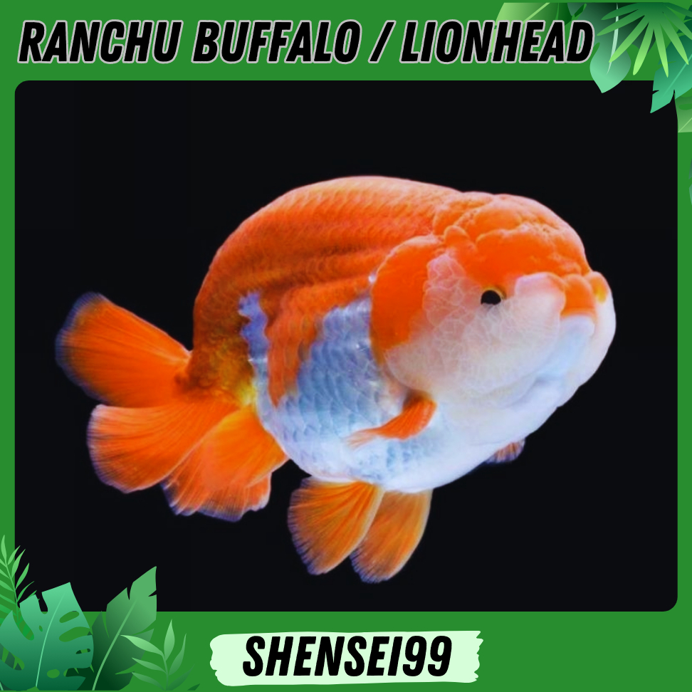 Jual Ikan Hias Mas Koki RANCHU GOLDFISH LIONCHU LIONHEAD JELLY HEAD ...