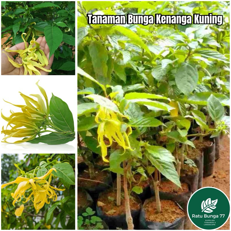 Jual Tanaman Bunga Kenanga Kuning | Shopee Indonesia