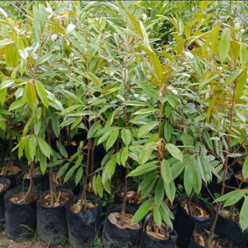 Jual Bibit Durian Montong 1,5 Meter Batang Besar | Bisa Berbuah Di Pot ...