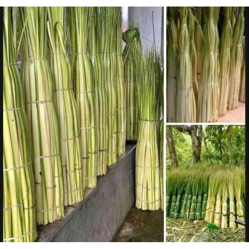 Jual janur kuning kelapa edisi lebaran(10 lidi) | Shopee Indonesia