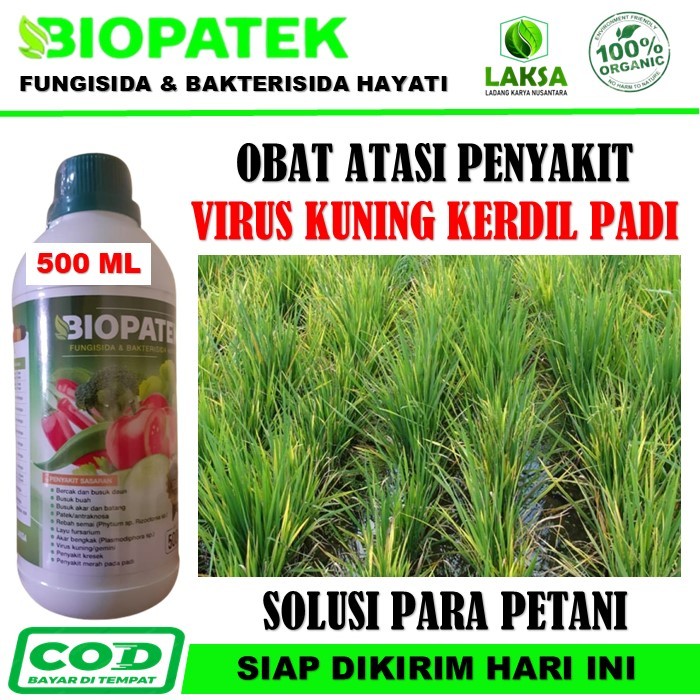Jual Obat atasi kuning kerdil Padi - Obat Kresek Padi Biopatek fungisida bakterisida hayati ...