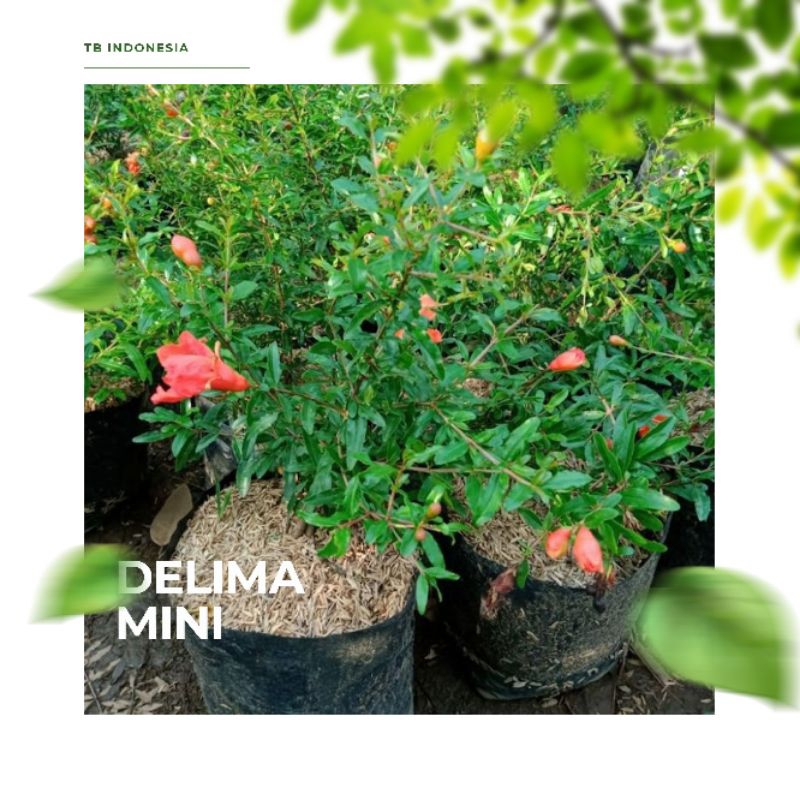 Jual Bibit Bunga Alamanda Kualitas Premium (TABULAMPOT) | Shopee Indonesia