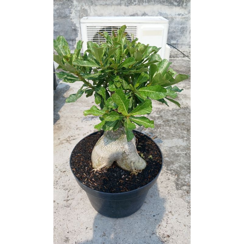 Jual adenium | Shopee Indonesia