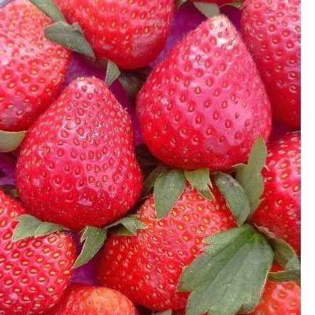 Jual Buah strawberi / strawberry grade A 250 gr | Shopee Indonesia
