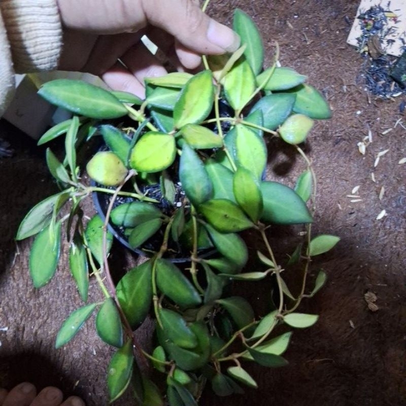 Jual tanaman hoya ds_70varigata remaja | Shopee Indonesia