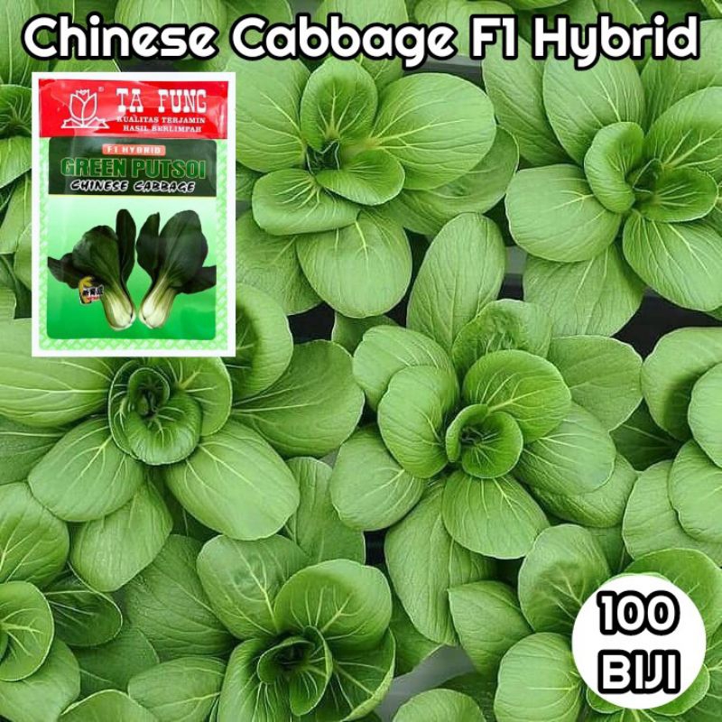 Jual 100 Biji Chinese Cabbage F1 Hybrid | Benih Pakcoy F1 Hybrid ... Jual 100 Biji Chinese Cabbage F1 Hybrid | Benih Pakcoy F1 Hybrid ...
