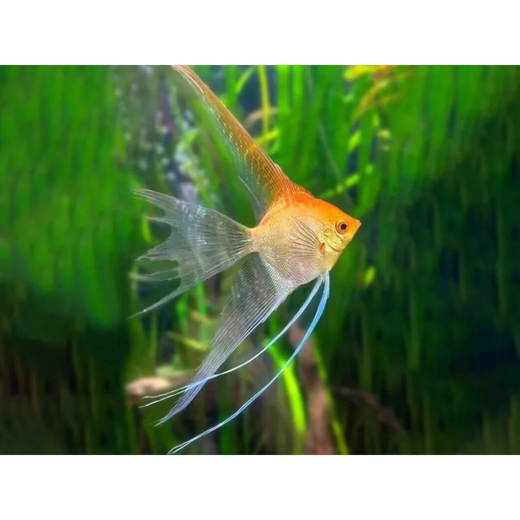 Jual ikan hias aquascape manfish golden slayer ekor panjang size kecil ...