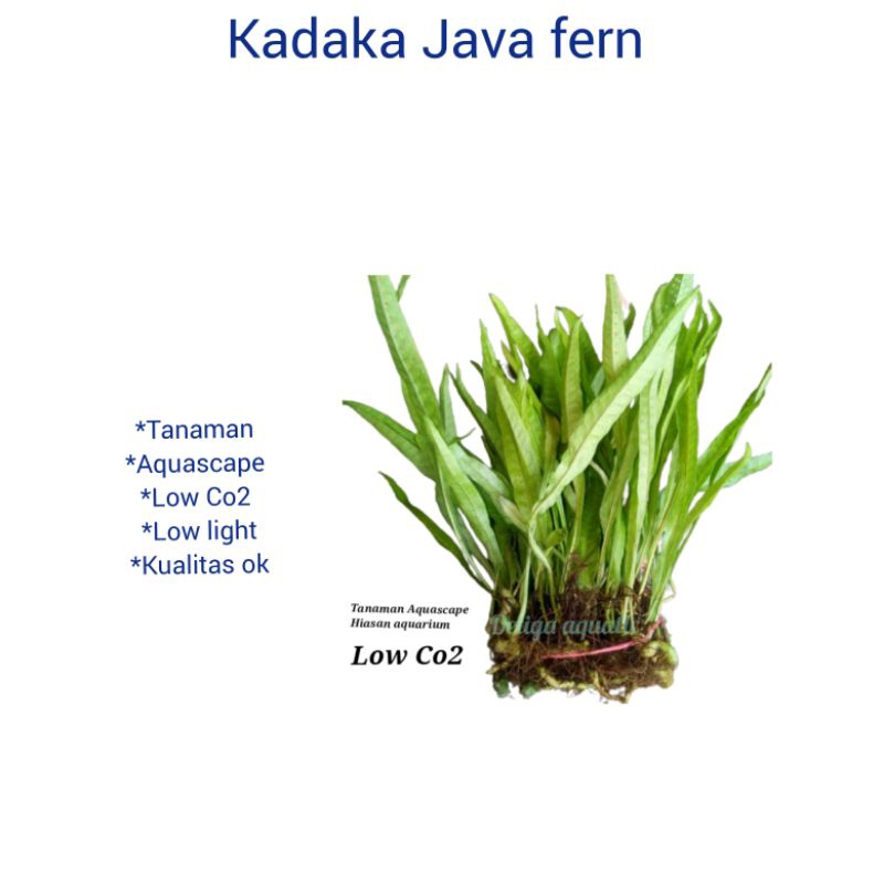 Jual Kadaka Java Fern Tanaman Aquascape | Shopee Indonesia