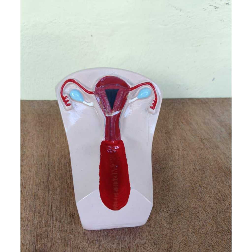 Jual UTERUS / RAHIM / ORGAN REPRODUKSI WANITA / MANEKIN RAHIM / PHANTOM ...