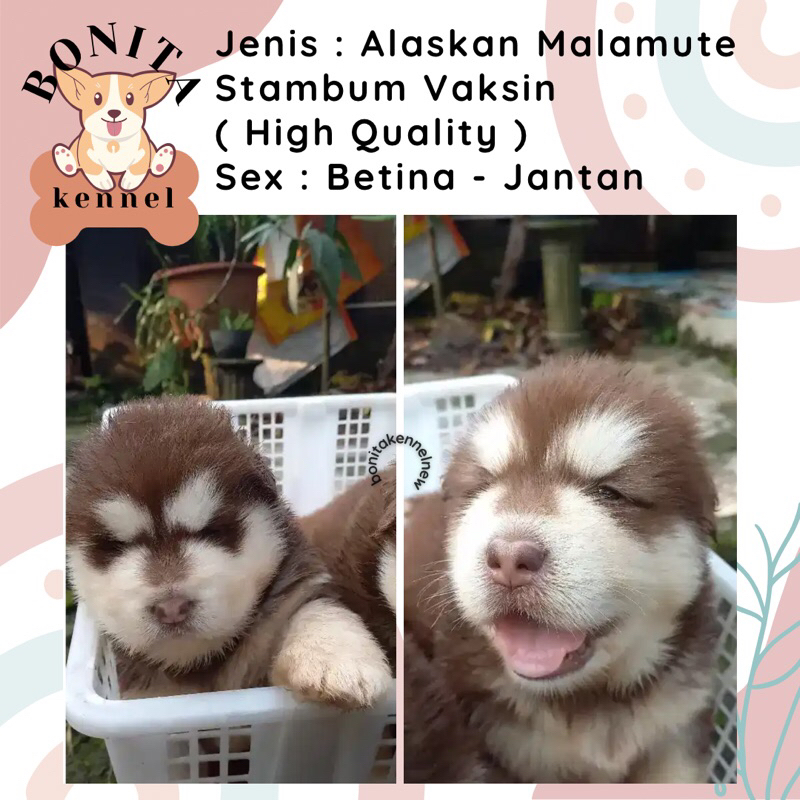 Jual Alaskan Malamute Stambum Anjing Alaskan Jantan Betina Grey Red ...