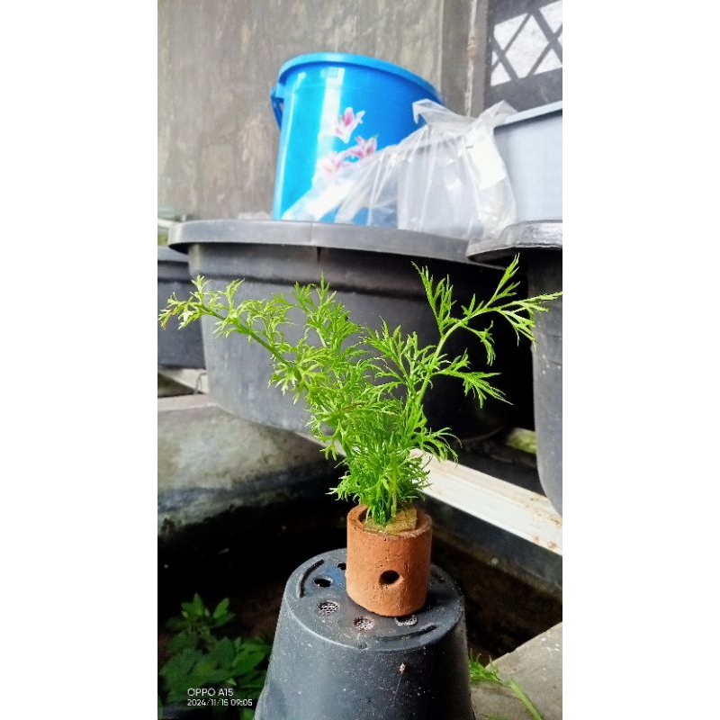 Jual water sprite/pakis air media pot tanaman aquascape | Shopee Indonesia