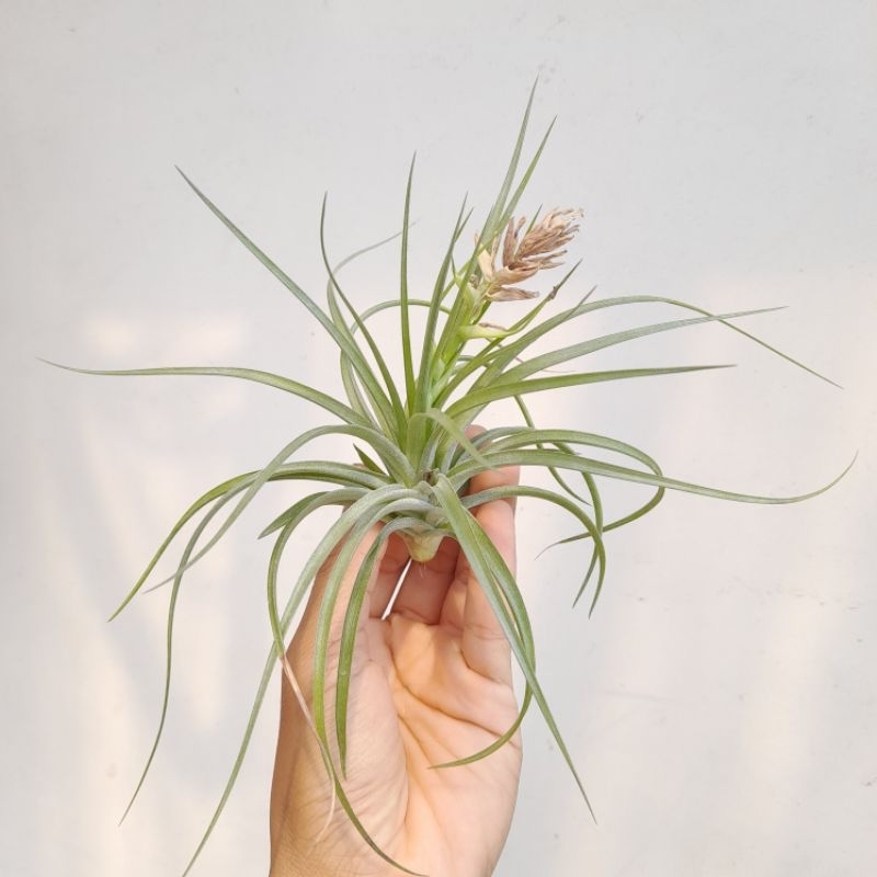 Jual Tillandsia stricta Hard Leaf (air plants) / Tanaman Udara / Tanaman Tanpa Media Tanam ...