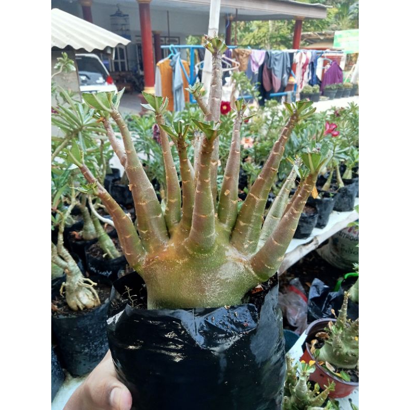 Jual bunga adenium Kamboja jepang body karakter percabangan gendut ...