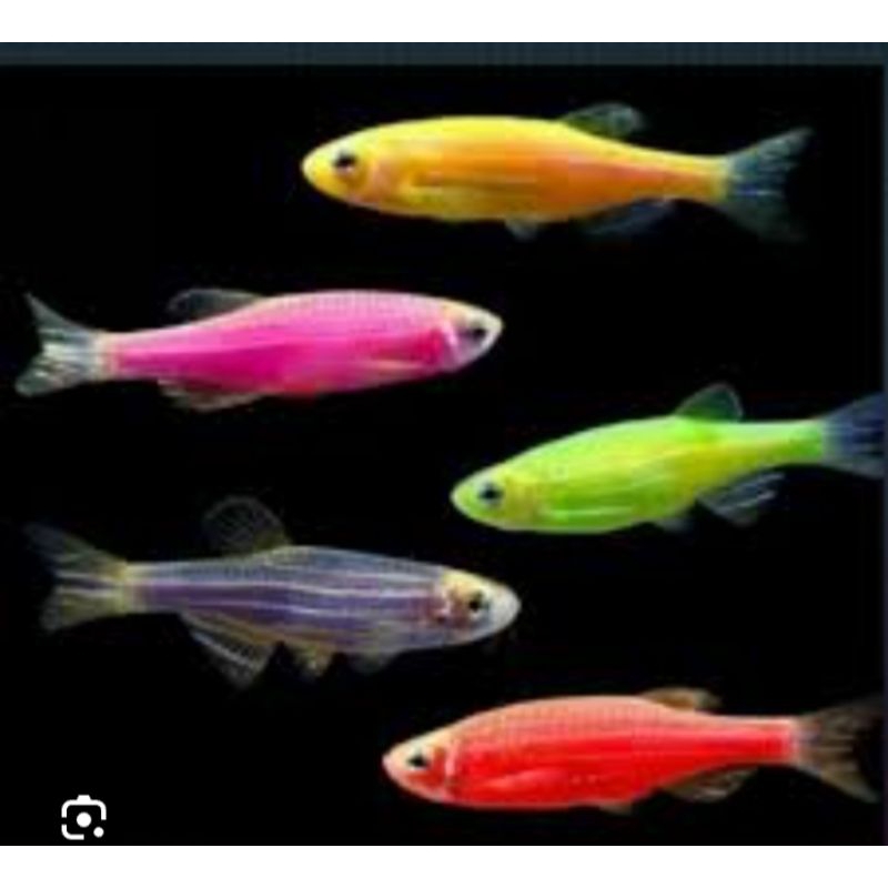 Jual Danio Slayer warna Hijau | Shopee Indonesia