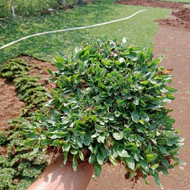 Jual rumput gajah mini siap tanam 1 karung sobekan | Shopee Indonesia