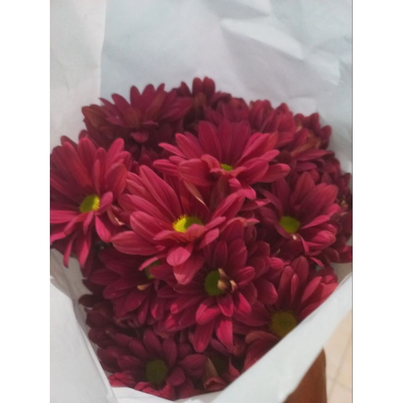 Jual Bunga Potong Aster Merah Per Ikat | Shopee Indonesia