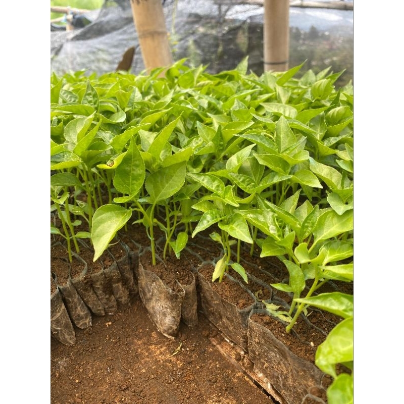 Jual BIBIT HIDUP - Paket 50 Bibit Cabe Rawit Kaliber Siap Tanam ...