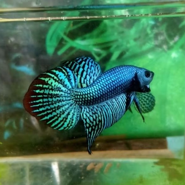Jual Wild betta alien gray | Shopee Indonesia