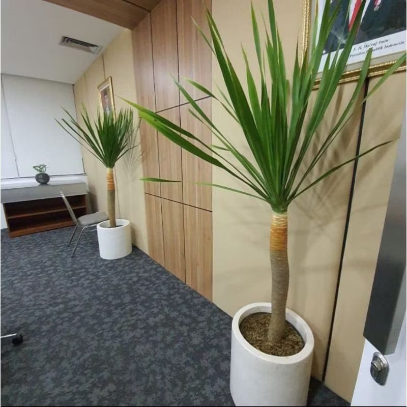 Jual Tanaman pandan bali, tinggi 50 cm daun | Shopee Indonesia