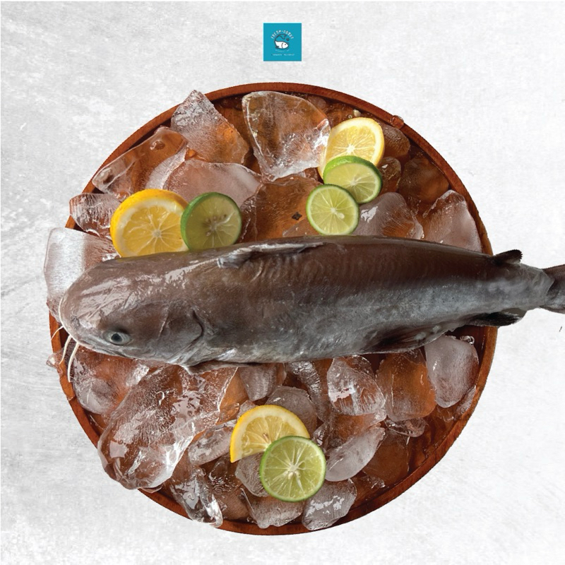 Jual Ikan Manyung DIJAMIN SEGAR DAN BERKUALITAS By FreshGoods Jakarta ...