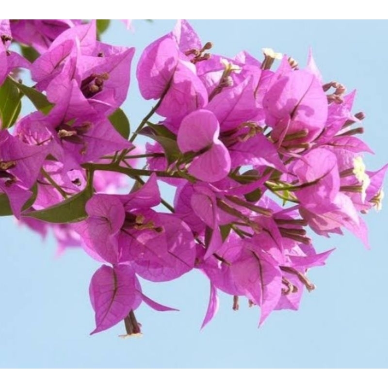 Jual Tanaman Bougenvile Pohon Bunga Kertas Bougenville Shopee Indonesia