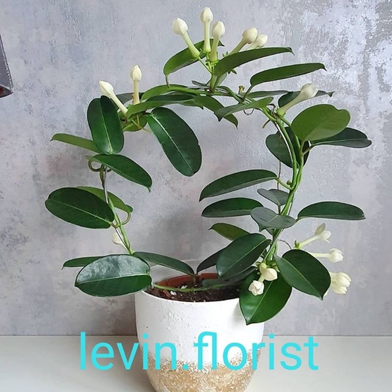 Jual [ LANGKA ] Stephanotis floribunda / madagascar jasmine / stefanut ...