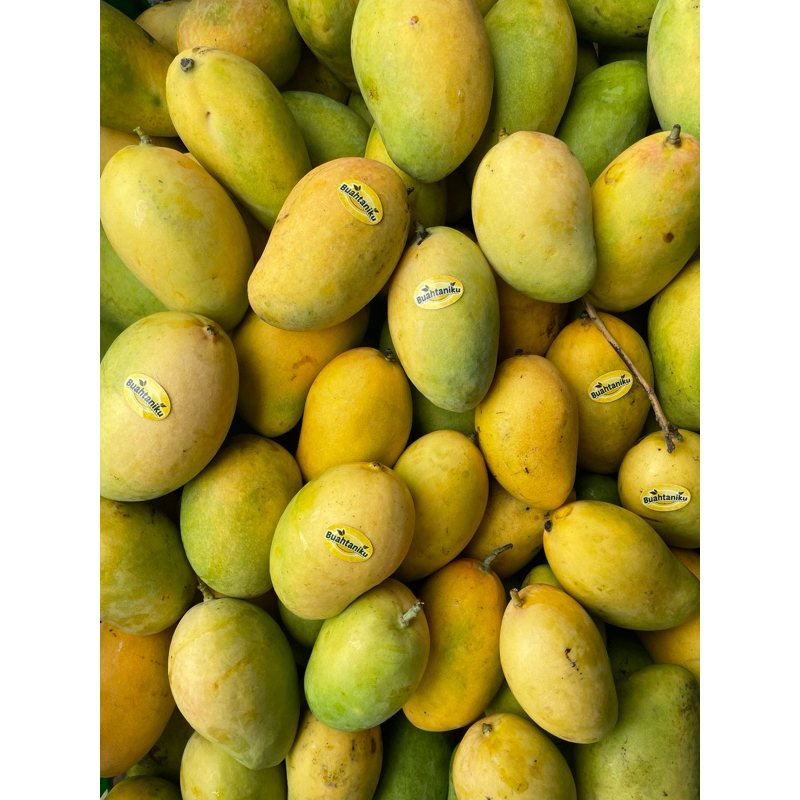 Jual 3KG Mangga Podang isi 14-17 | Shopee Indonesia