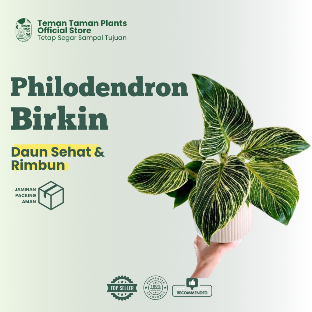 Jual Teman Taman Plants - Tanaman Hias Philo Birkin | Philodendron ...