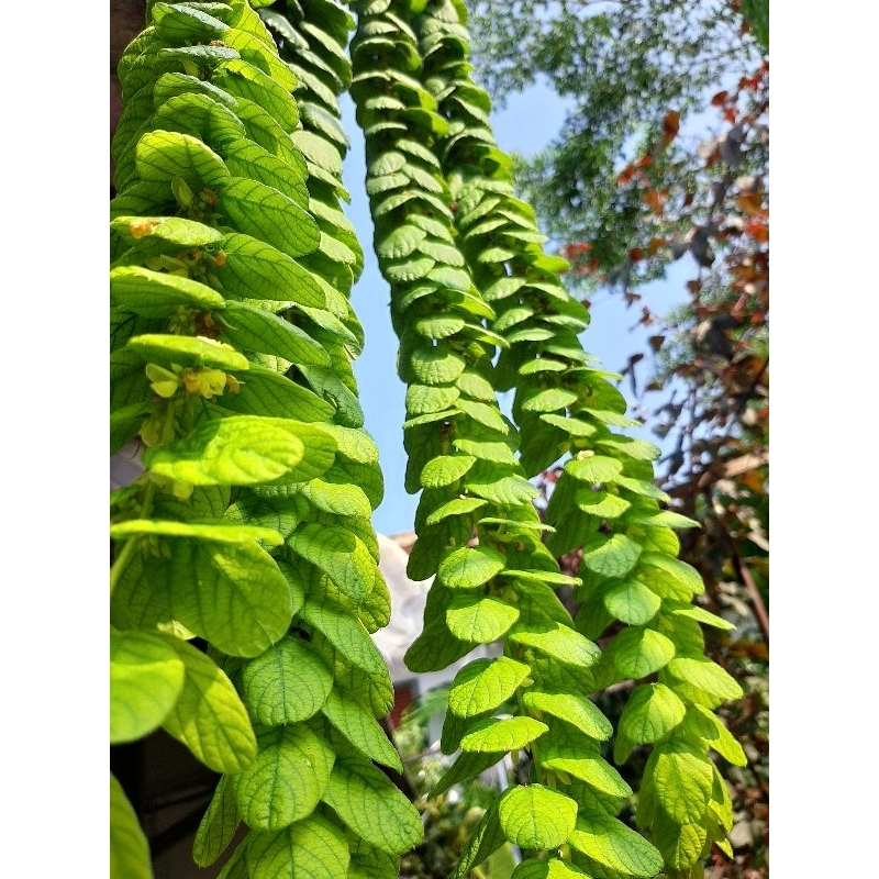 Jual Tanaman Langka Phyllodium longipes (Pohon Sisik Ikan) | Shopee ...