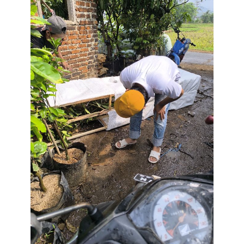 Jual bibit kancing bunga,chokanan,kingrose bos buruy (packing kayu) | Shopee Indonesia