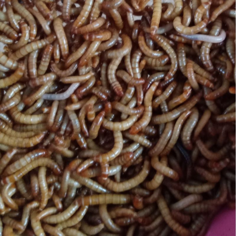 Jual Ulat hongkong pakan ikan predator hewan pamakan seranga dan burung ...