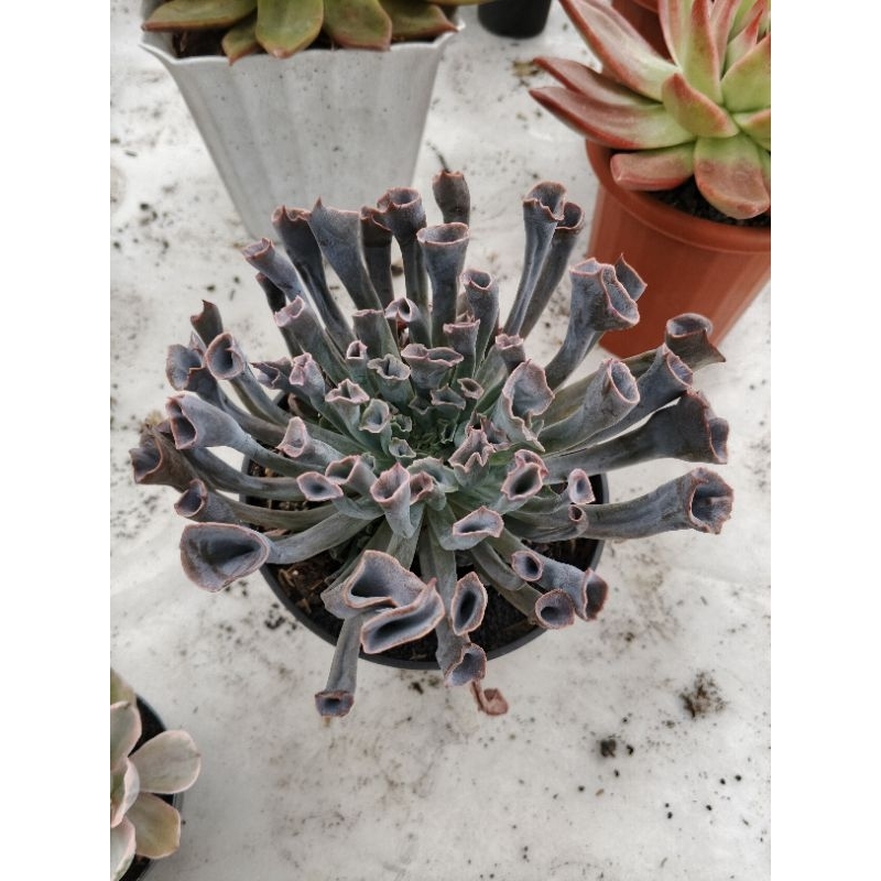 Jual echeveria trumpet pinky | Shopee Indonesia