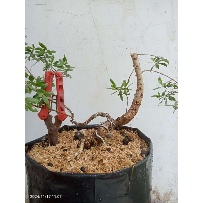 Jual Bahan Bonsai Santigi | Shopee Indonesia