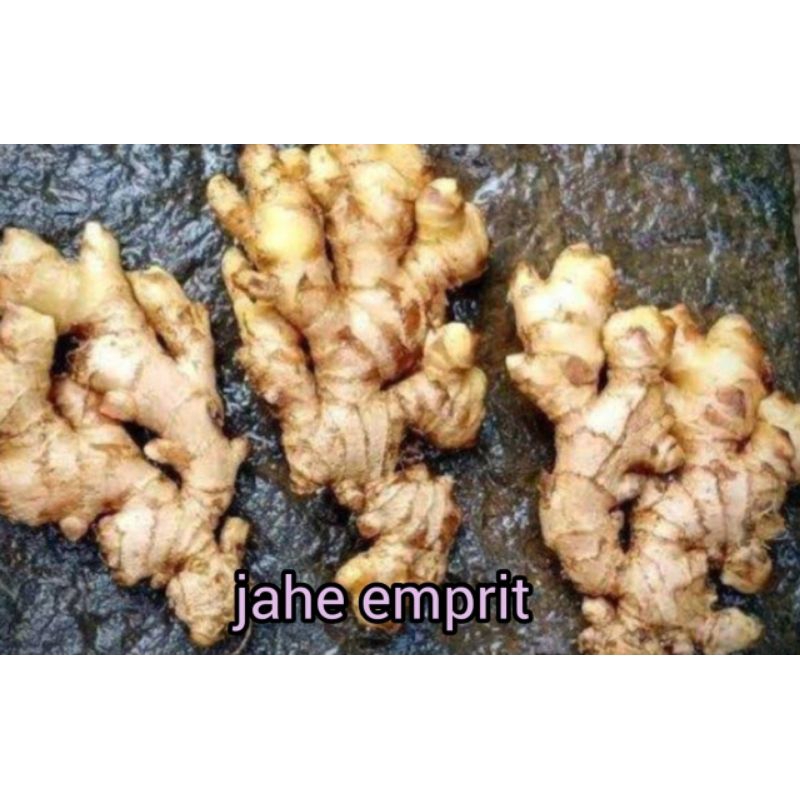 Jual JAHE EMPRIT SEGAR RP 9000 / 250 GRAM | Shopee Indonesia