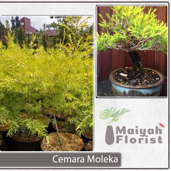 Jual Tanaman Pohon Cemara Moleka - Maleleuca Bracteate Revolution ...