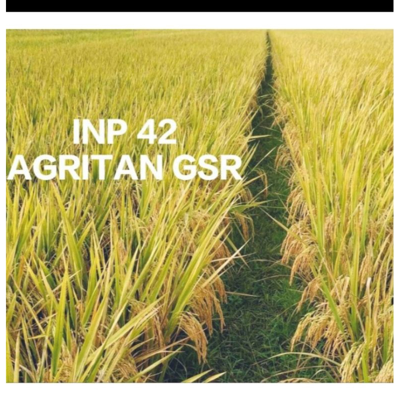 Jual BENIH PADI INFARI 42 AGRITAN GSR ULTRA 1KG | Shopee Indonesia