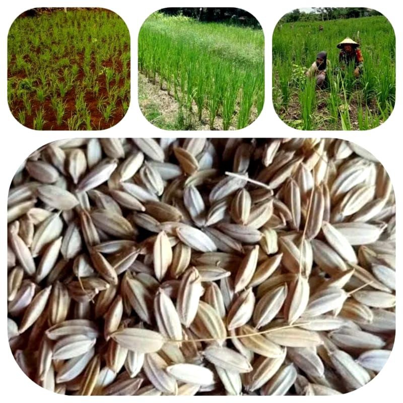 Jual Gabah padi huma darat padi ladang 250 gram | Shopee Indonesia