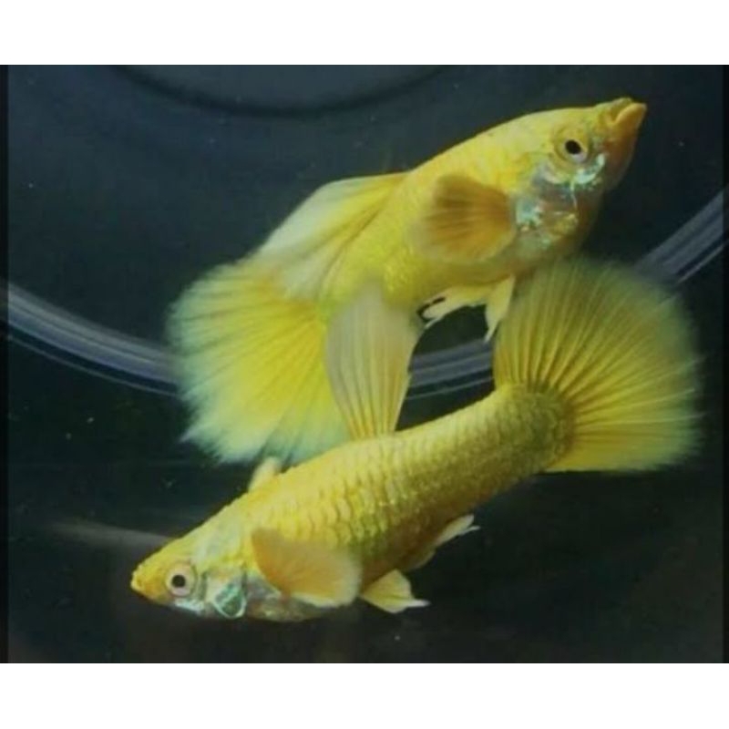 Jual Ikan hias air tawar - Guppy fullgold | Shopee Indonesia