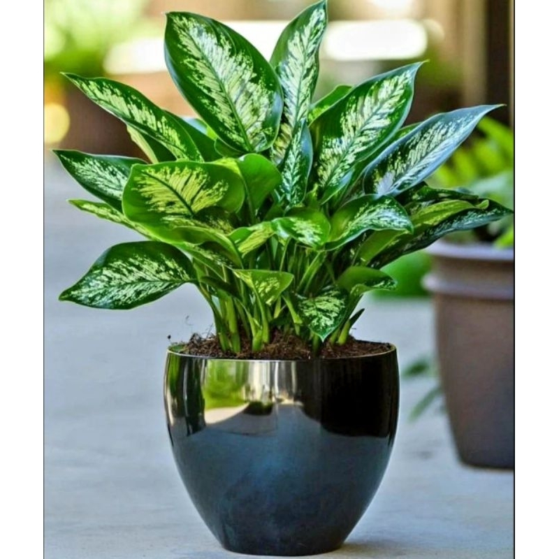 Jual Tanaman Hias Diven Giant /Tanaman Hias Diven Tisu/Tanaman Diven ...