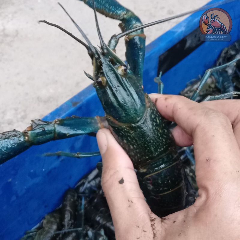 Jual Lobster Air Tawar Paket Indukan 4 inch Isi 8 Ekor | Oemah Capit ...