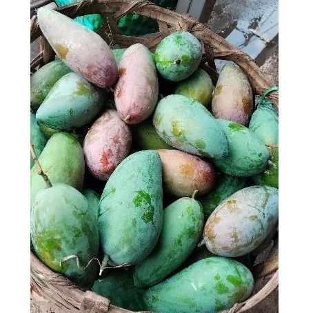 Jual Mangga Kiojay 10 Kg 1 kardus ( Super Jumbo ) | Shopee Indonesia