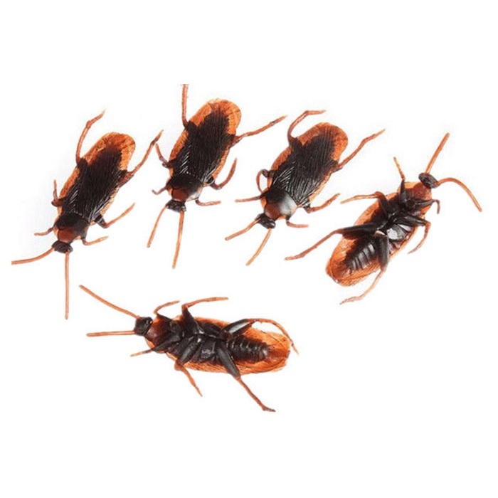 Jual kecoa kecoak mainan coro lipas kecuak | Shopee Indonesia