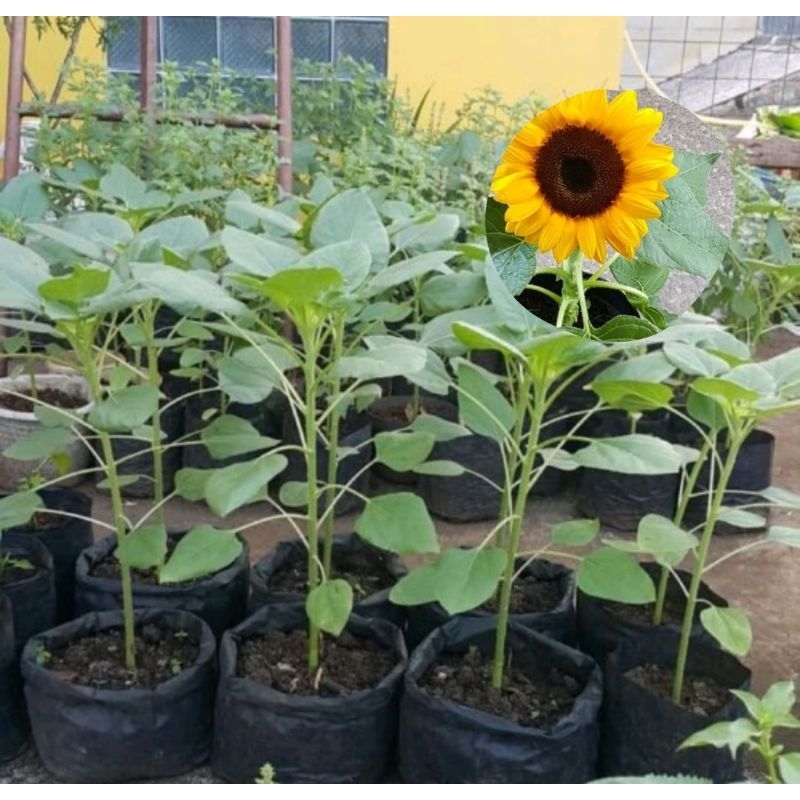 Jual POHON BUNGA MATAHARI/BUNGA MATAHARI BESAR (Bijinya bisa untuk di ...
