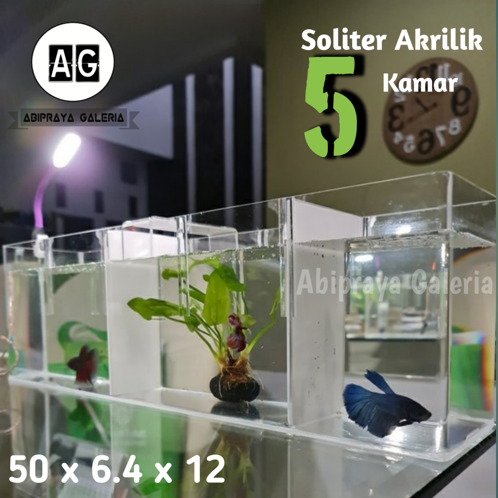 Jual AQUARIUM AKRILIK MINI / SOLITER CUPANG 5 KAMAR 50x6.4x12 | Shopee ...