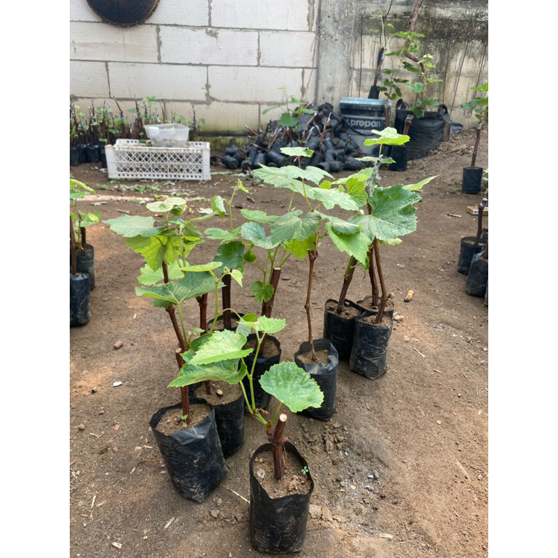Jual Anggur lokal Dapatt 4 jenis siap tanam berbunga dan tidak berbunga ...