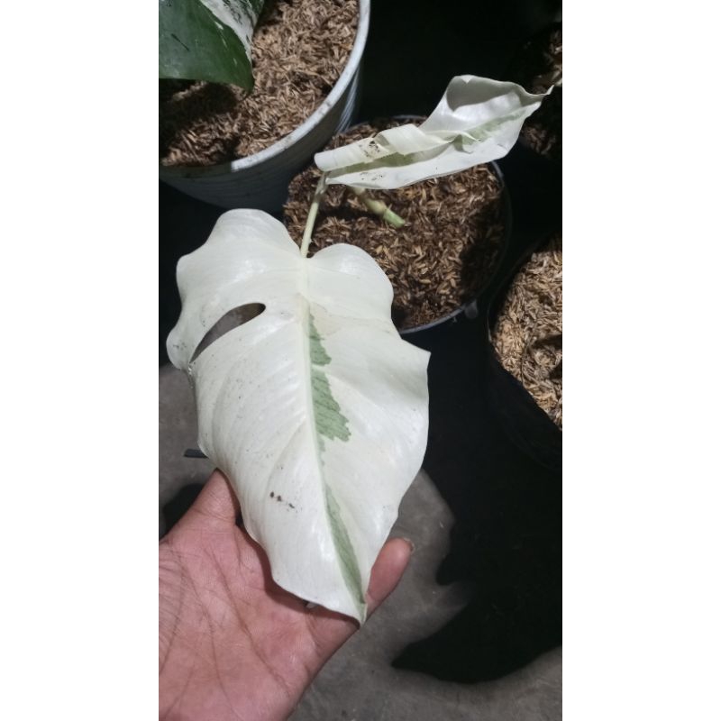 Jual monstera variegata albino | Shopee Indonesia