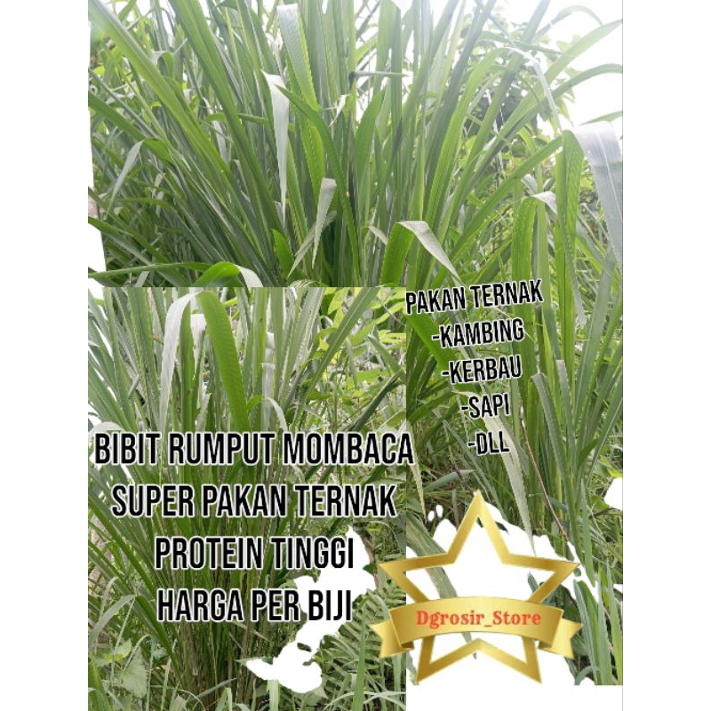 Jual Benih Rumput MOMBACA F1 Pakan Ternak harga per biji | Shopee Indonesia