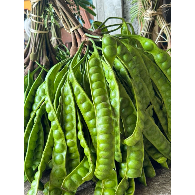Jual PETE padi ukuran SEDANG isi 15 papan | Shopee Indonesia