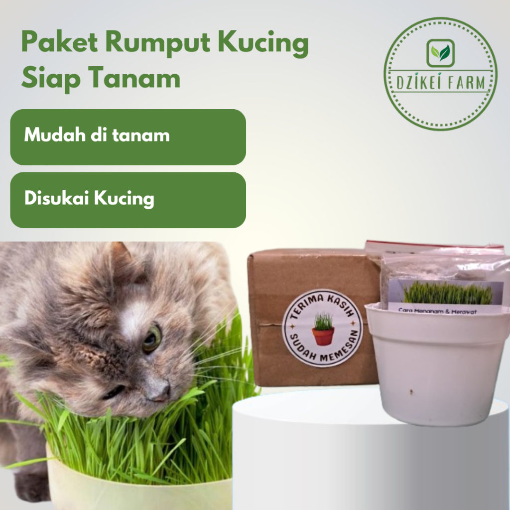 Jual Dzikei Farm Rumput Kucing Siap Tanam Paket Lengkap / Wheatgrass ...