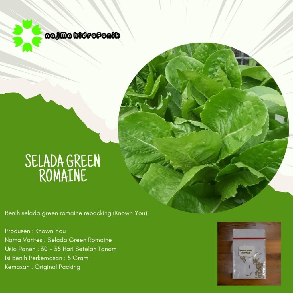 Jual 75 Butir Benih Selada Green Romaine Repacking (Known You) | Shopee Indonesia